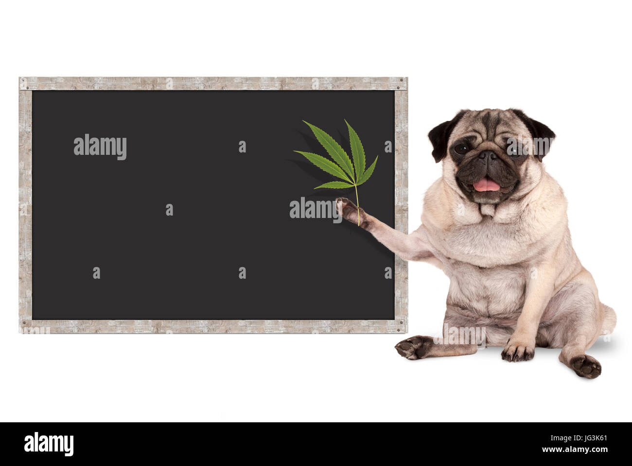 sitting smiling pug puppy dog holding hemp leaf, with blank blackboard ...