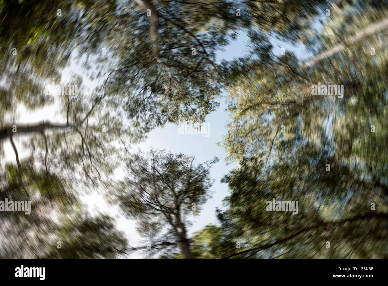 Worms eye view forest hi-res stock photography and images - Alamy