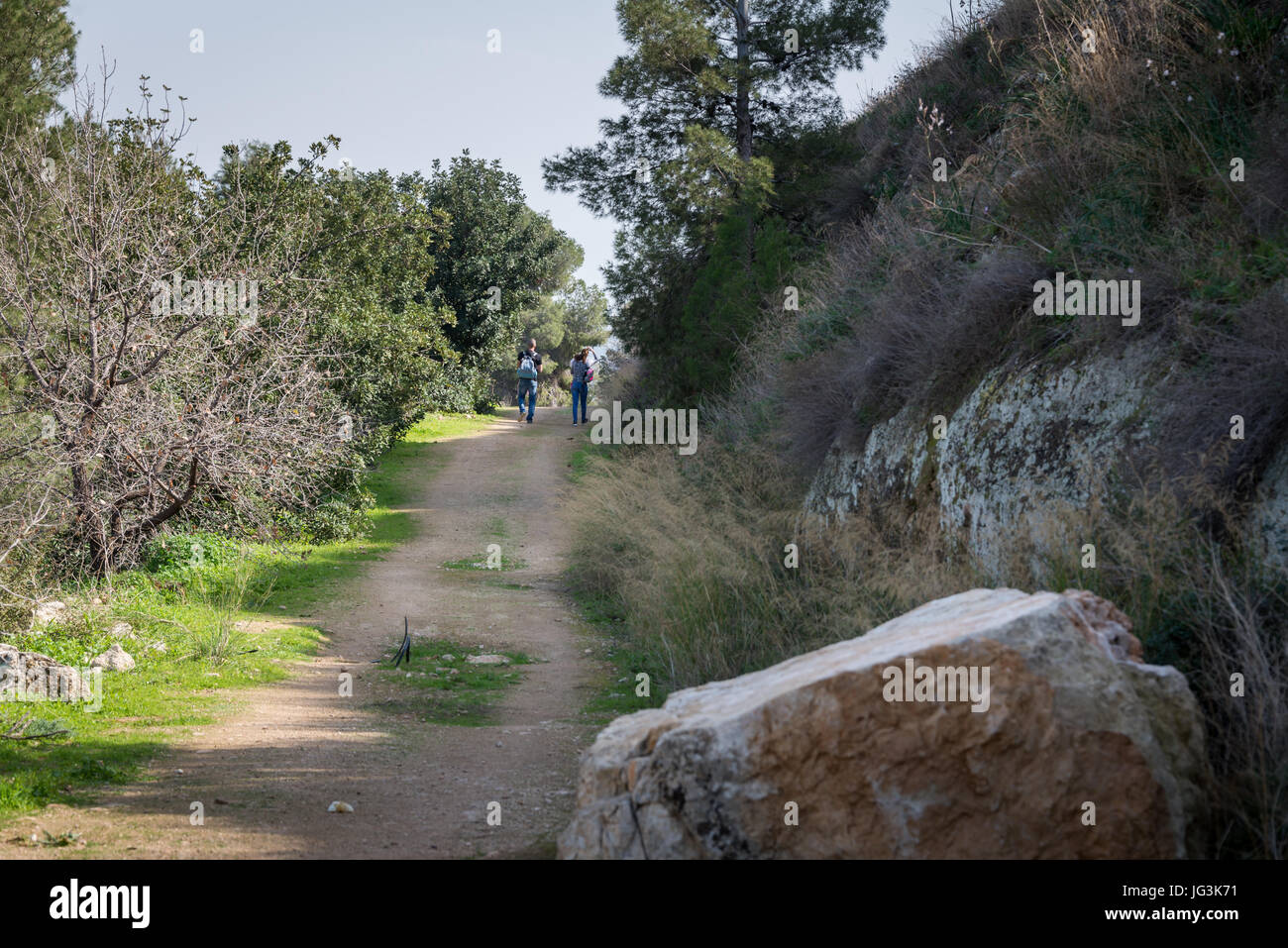 Gilboa tree hi-res stock photography and images - Alamy