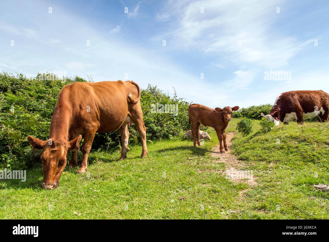Family of Cows - Calf Grazing with Cow Stock Photo - Alamy