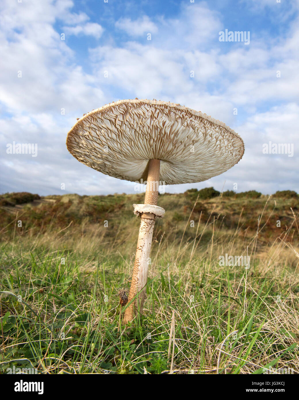 Deadly parasol hi-res stock photography and images - Alamy