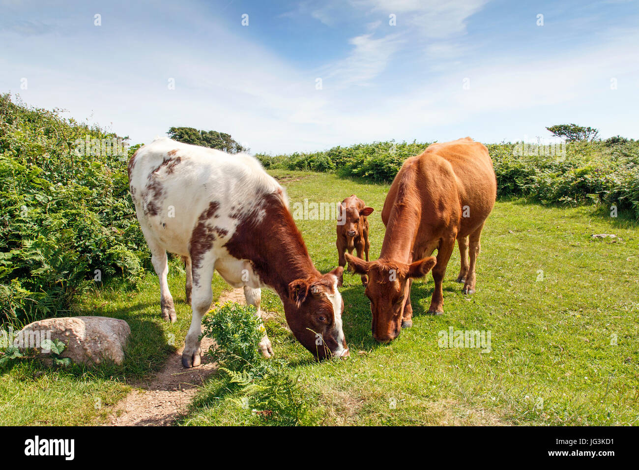 Family of Cows - Calf Grazing with Cow Stock Photo - Alamy