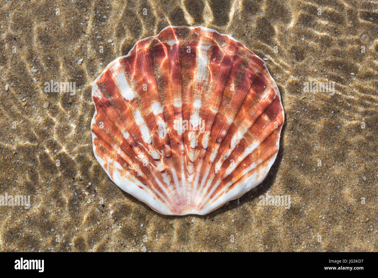 Scallop Shell in Shallow Water Stock Photo - Alamy