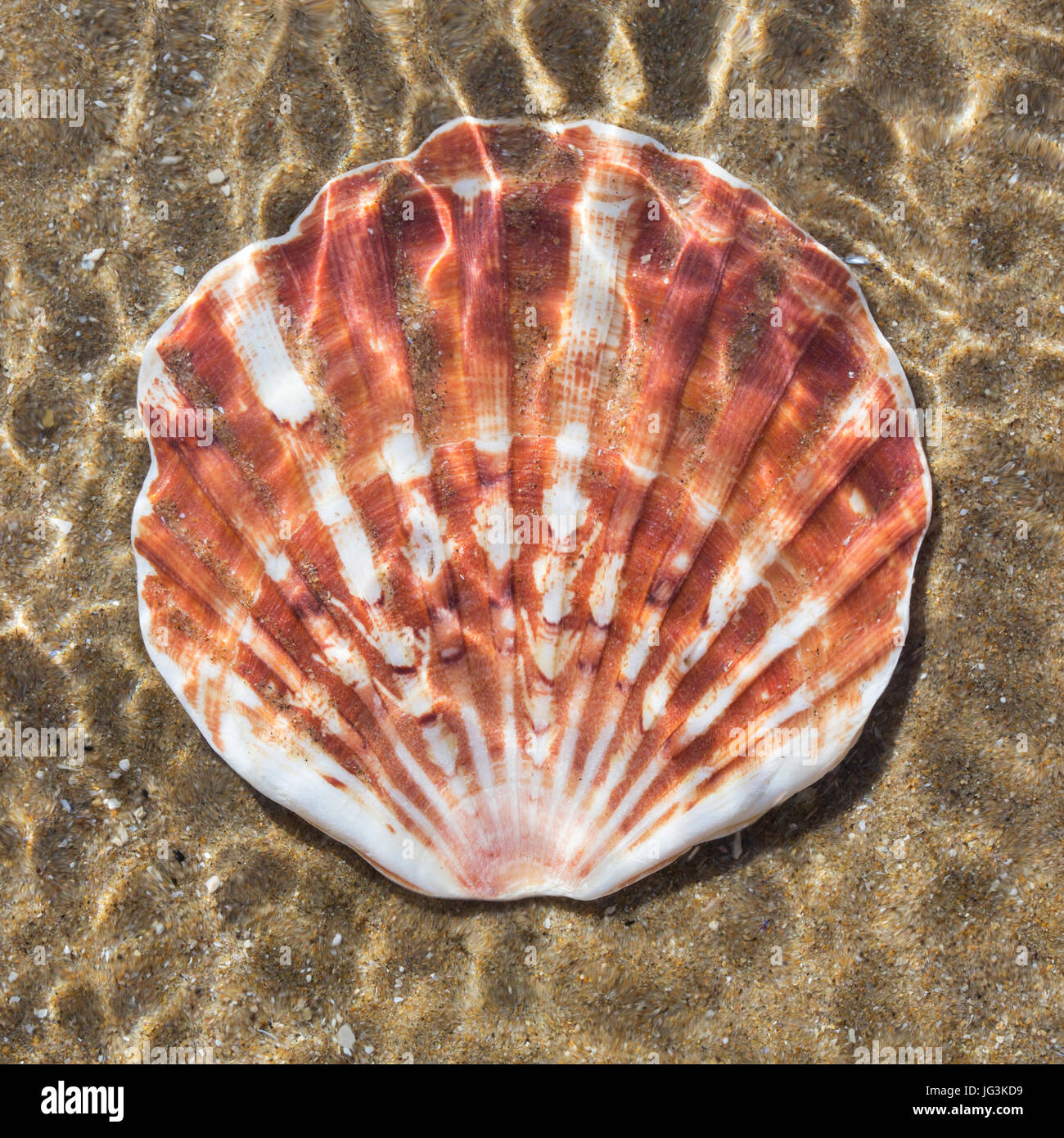 Scallop Shell in Shallow Water Stock Photo - Alamy