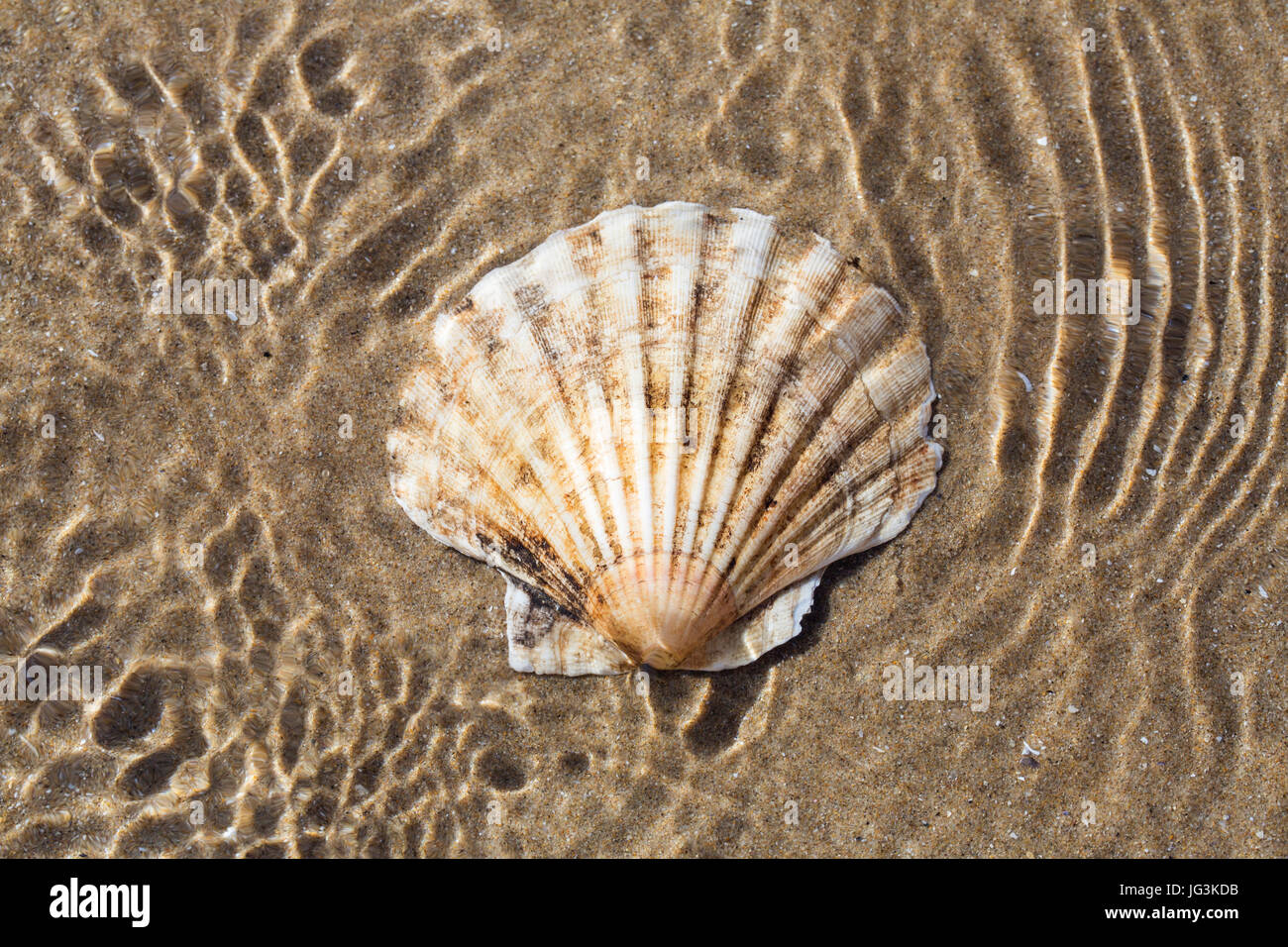 Scallop Shell in Shallow Water Stock Photo - Alamy