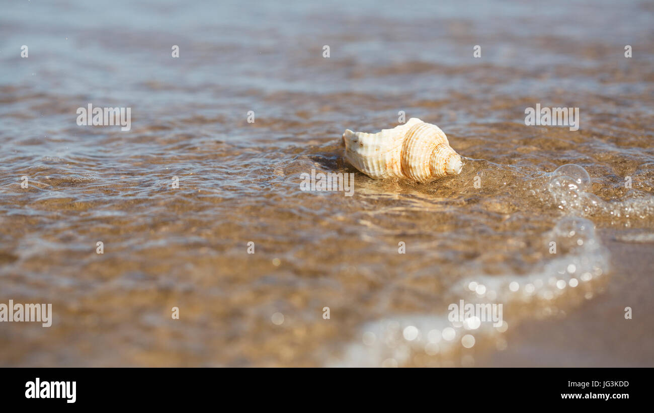 Common whelk shell hi-res stock photography and images - Alamy