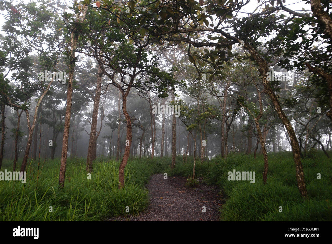 path way in the forest with mist Stock Photo - Alamy