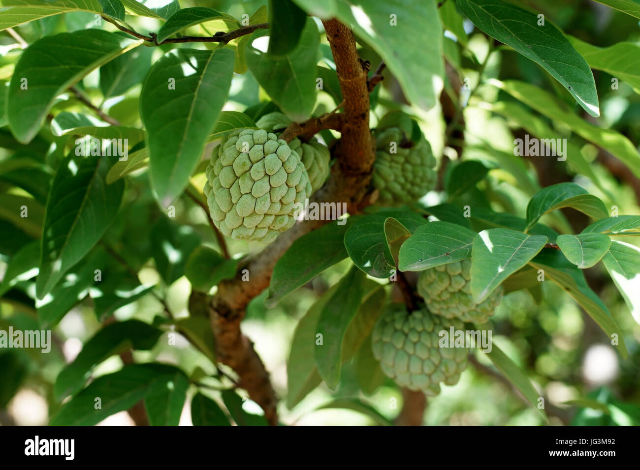 custard apple fruit on tree in organic farm Stock Photo - Alamy
