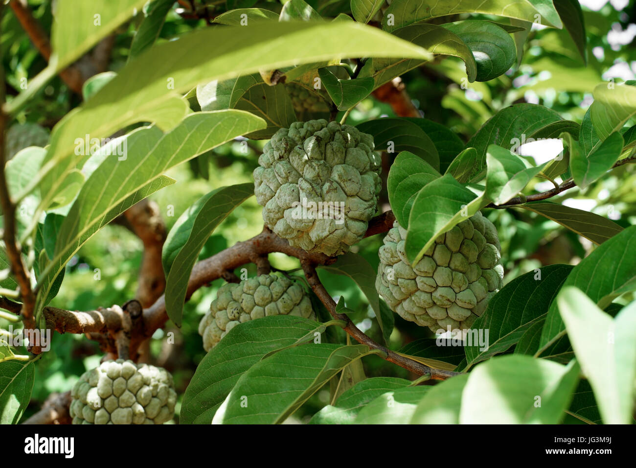 custard apple fruit on tree in organic farm Stock Photo - Alamy