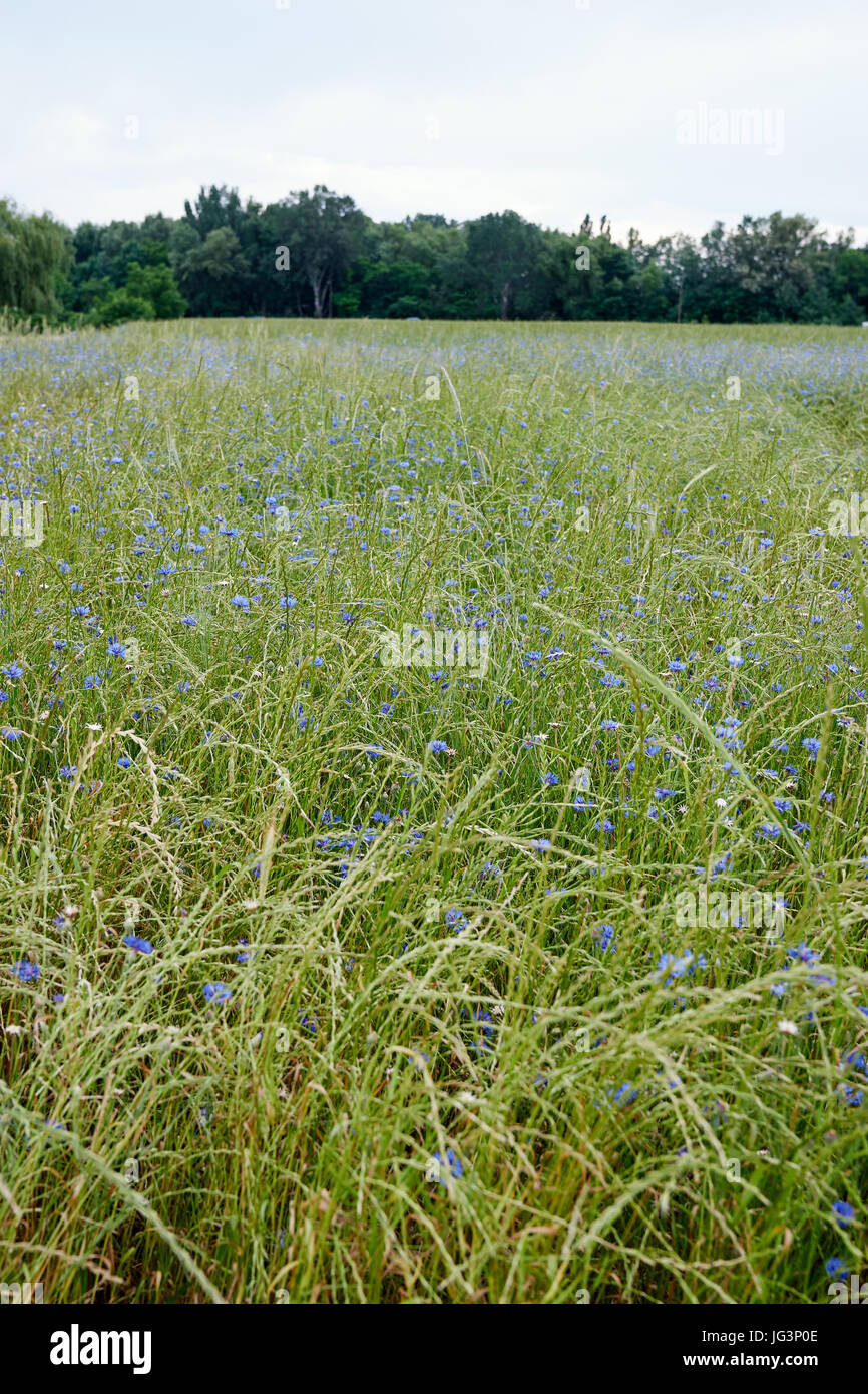 Summer green field landscape Stock Photo - Alamy
