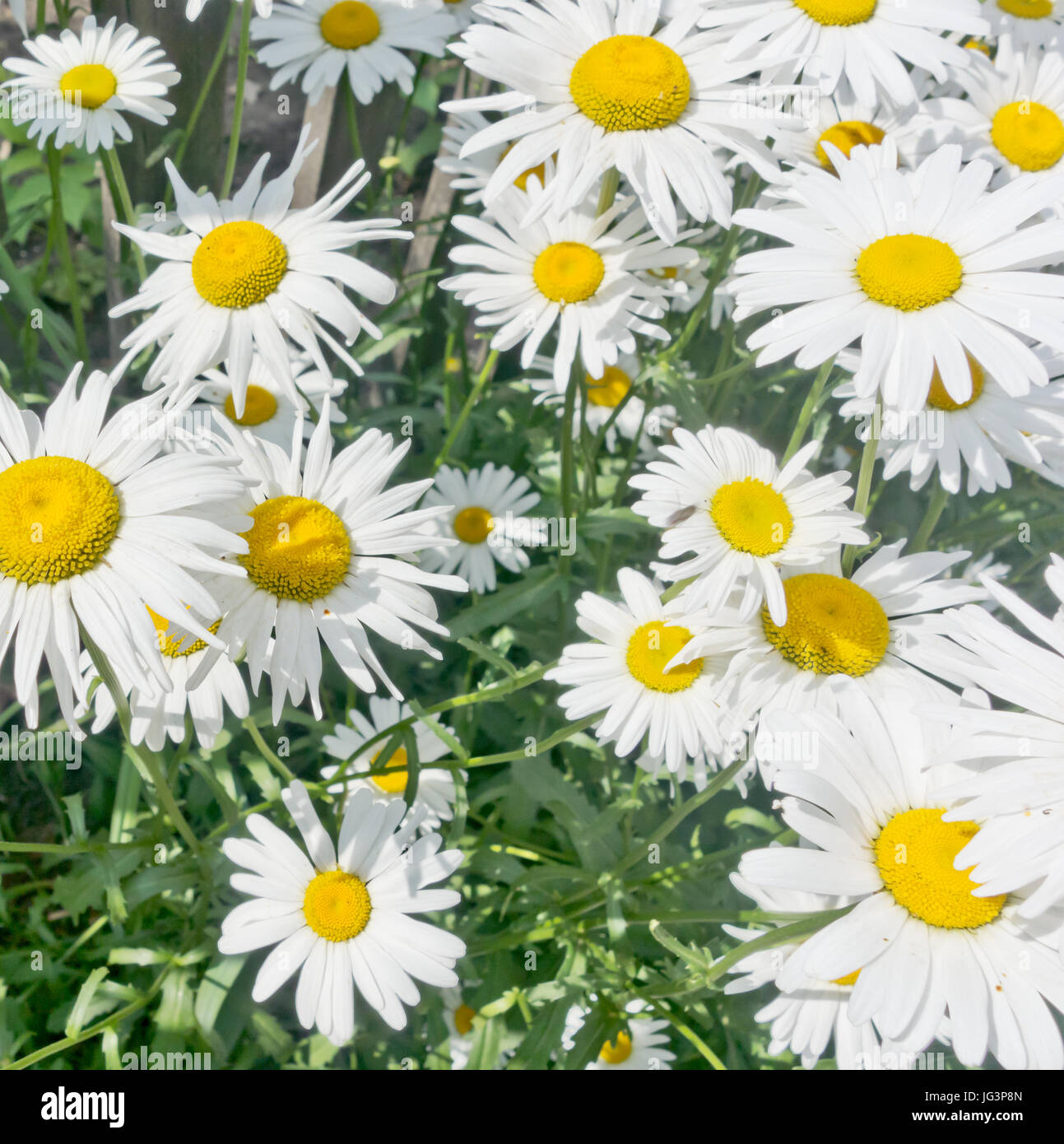 close up shot of camomile Stock Photo - Alamy