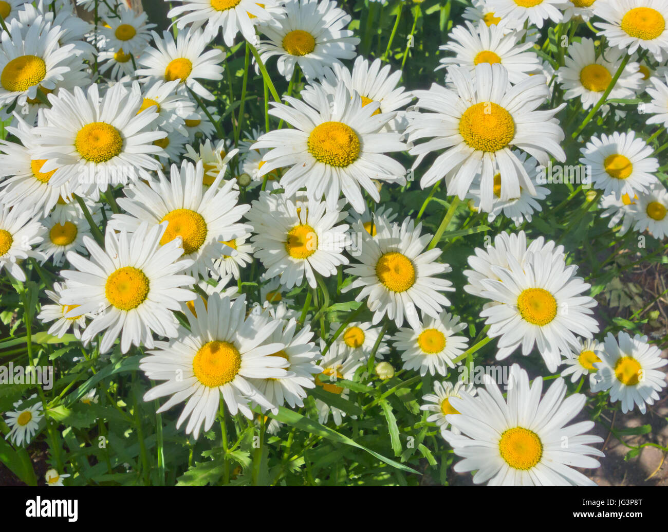 close up shot of camomile Stock Photo - Alamy