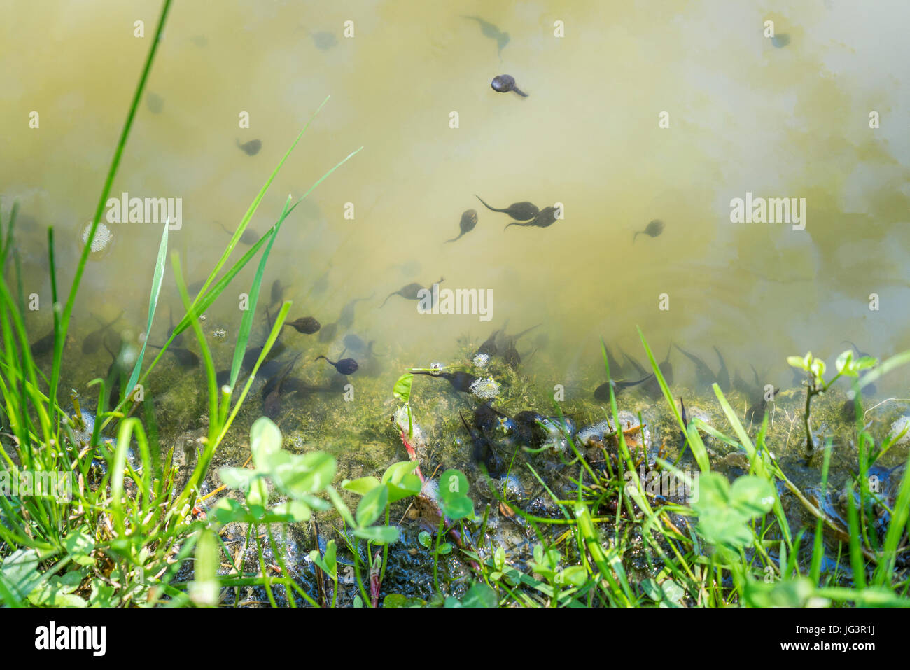 Tadpoles swimming underwater hi-res stock photography and images - Alamy