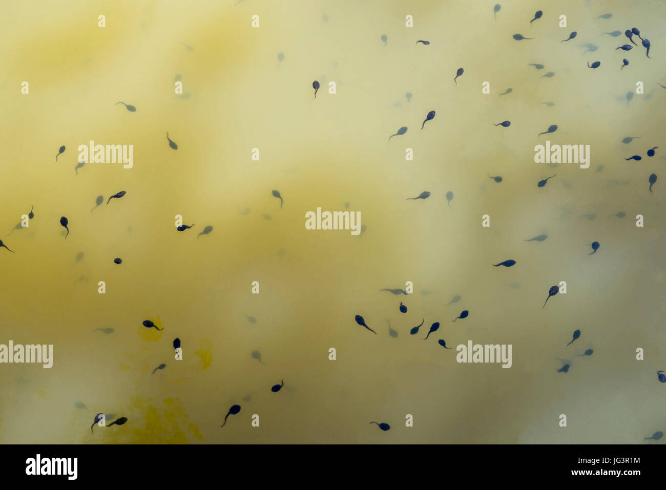Tadpoles swimming underwater hi-res stock photography and images - Alamy
