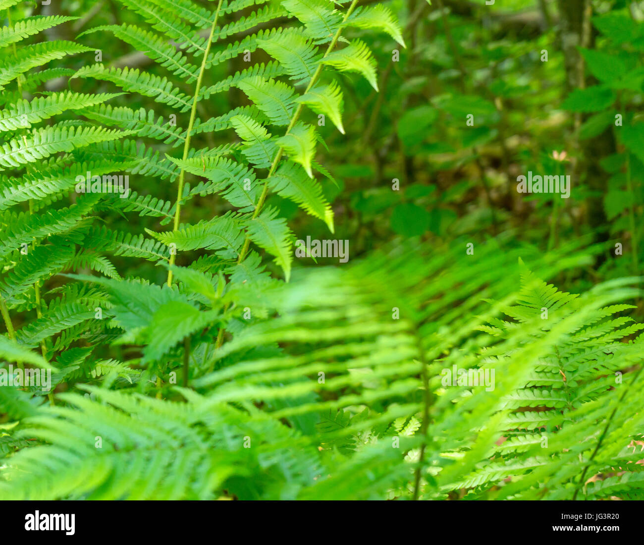 Fern brake hi-res stock photography and images - Alamy