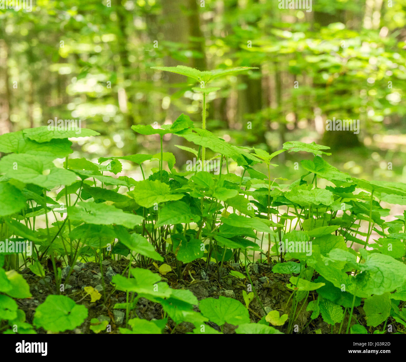 dense ground cover vegetation closeup in a forest at spring time Stock ...