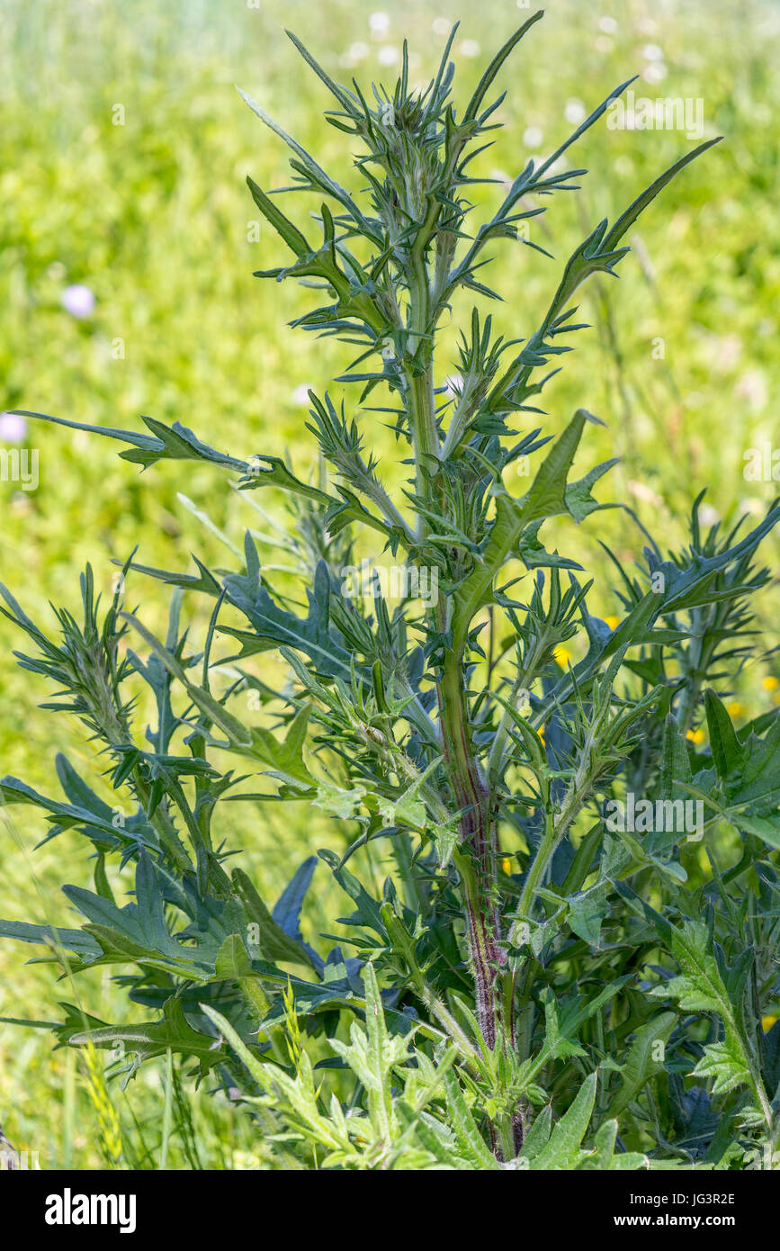Thistle plant hi-res stock photography and images - Alamy