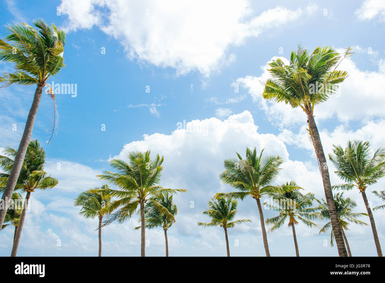 Tropical sea. Coconut trees over blue sky Stock Photo - Alamy