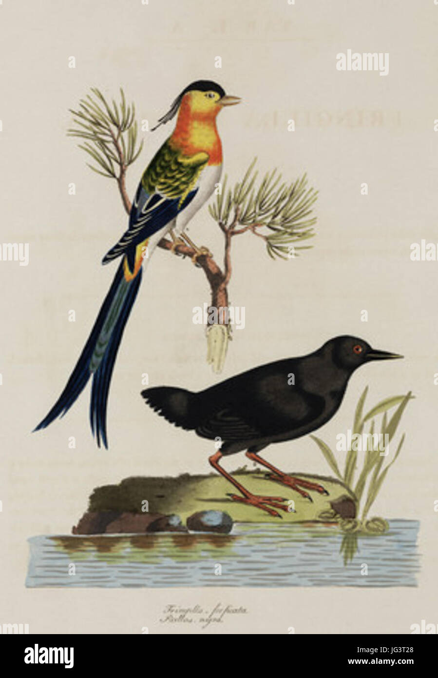 Miller rail hi-res stock photography and images - Alamy