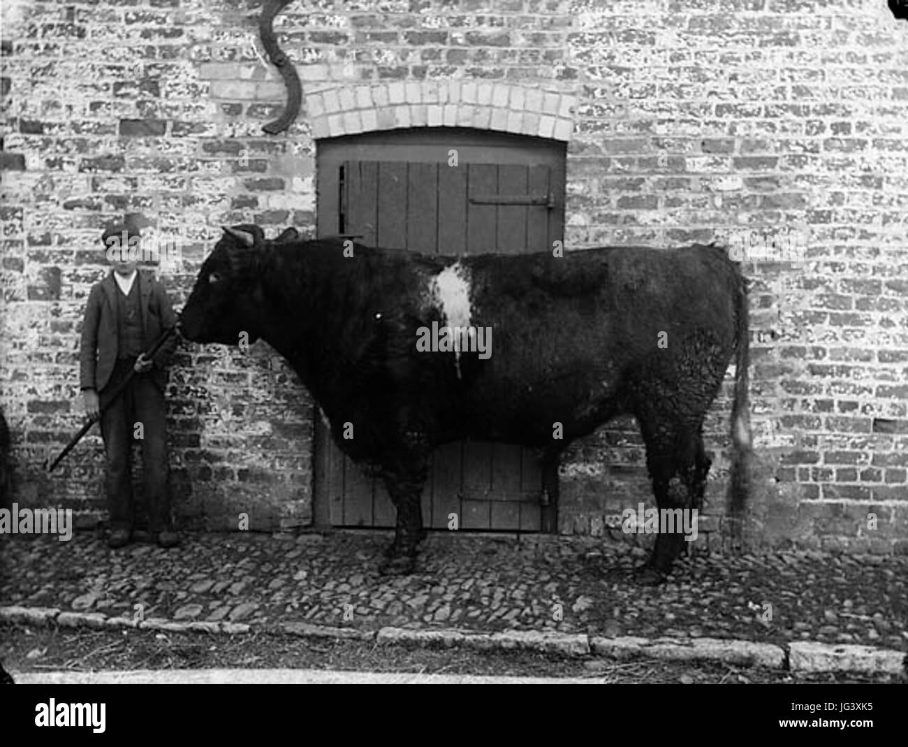 Mr bull Black and White Stock Photos & Images - Alamy