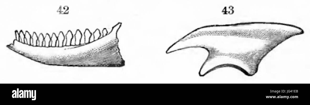 Nanosaurus hi-res stock photography and images - Alamy