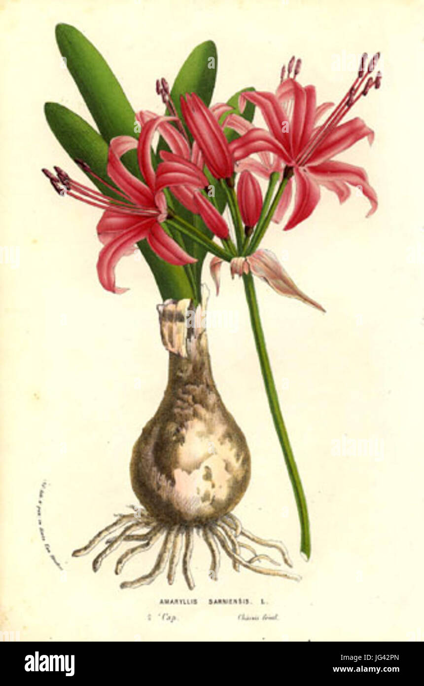 Nerine sarniensis hi-res stock photography and images - Alamy
