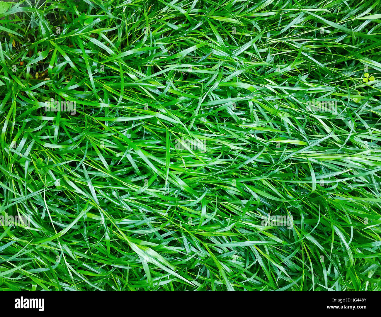 Naturel fresh spring green grass meadow, top view background Stock ...