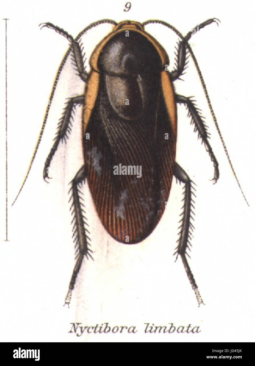 Nyctibora limbata 28Shel1908-0929 Stock Photo - Alamy