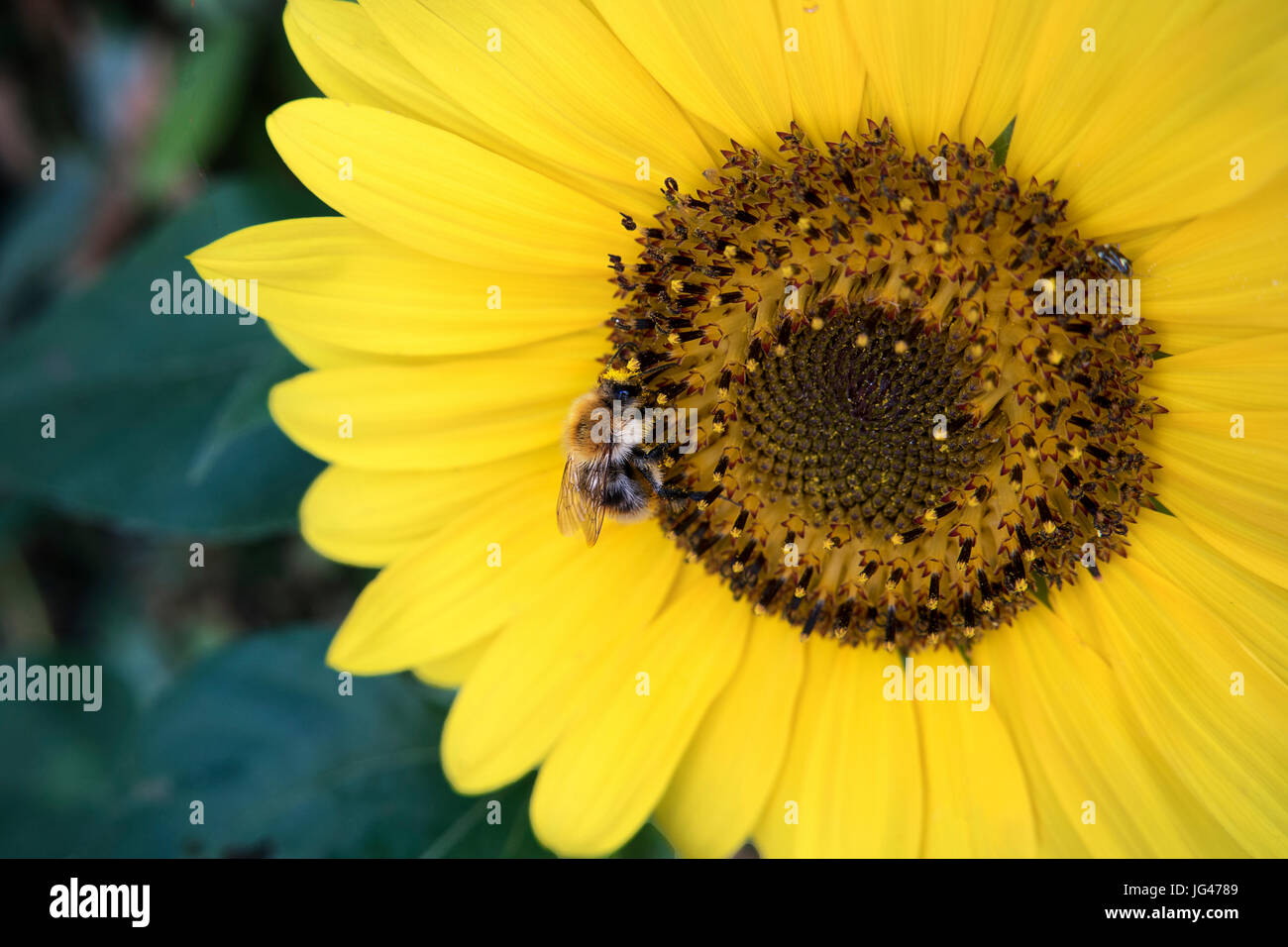 Bee gathering pollen Stock Photo - Alamy