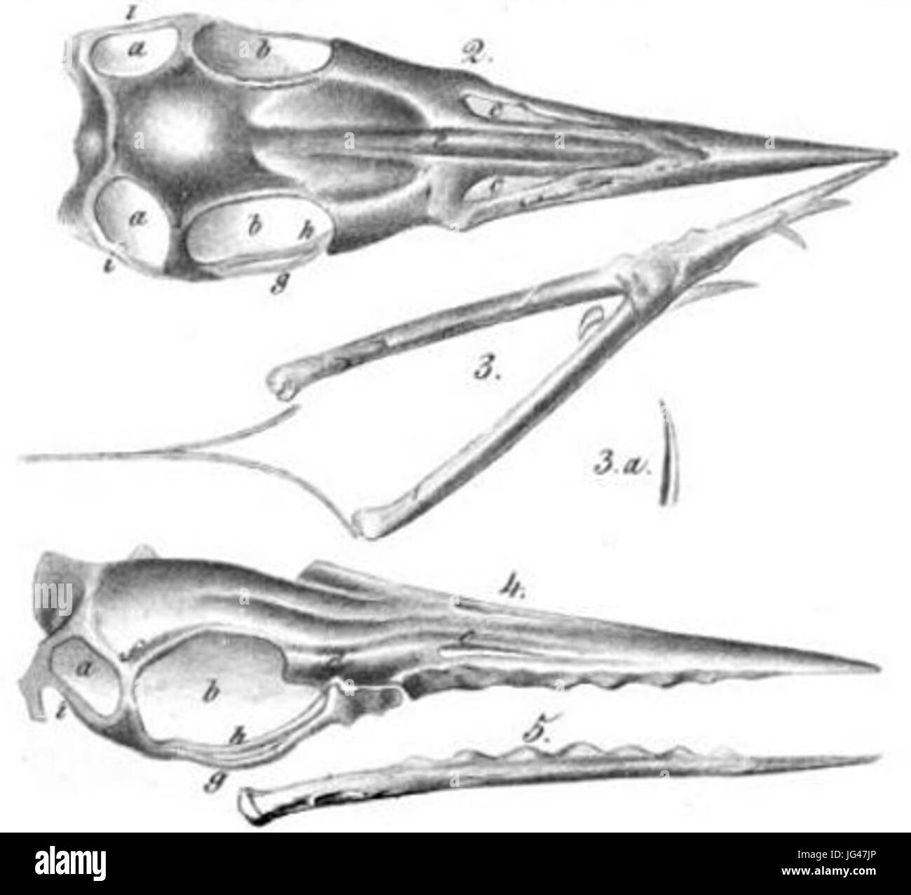 Ornithocephalus hi-res stock photography and images - Alamy