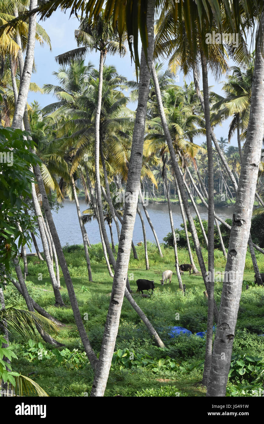 Coconut plantation field palm trees hi-res stock photography and images ...