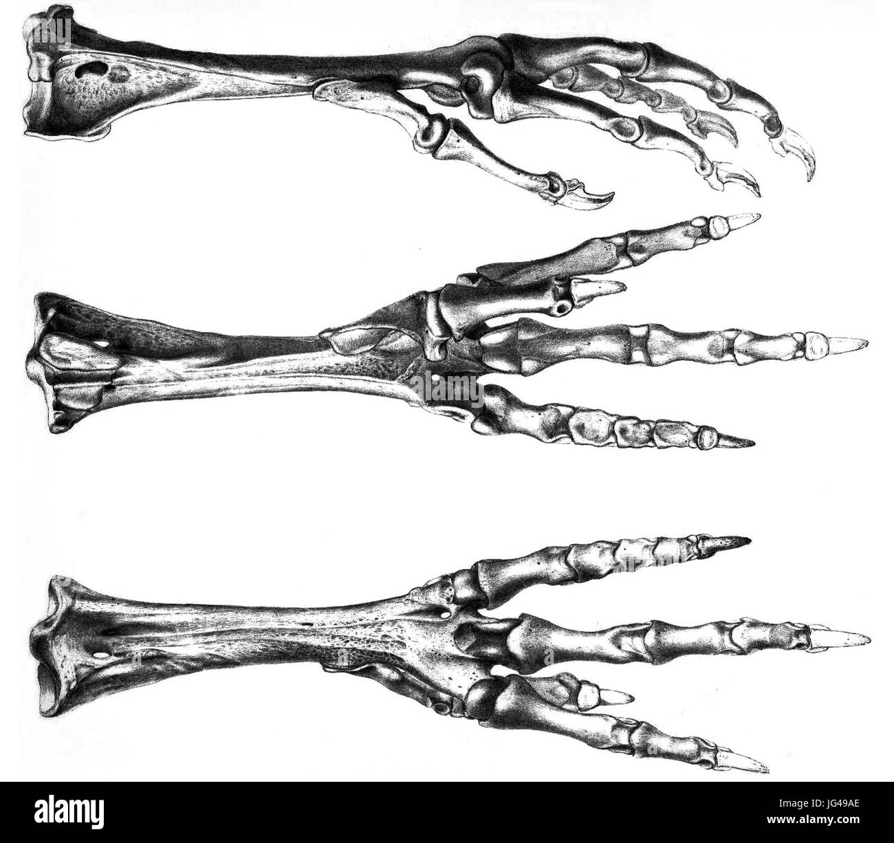 Foot collection Cut Out Stock Images & Pictures - Alamy