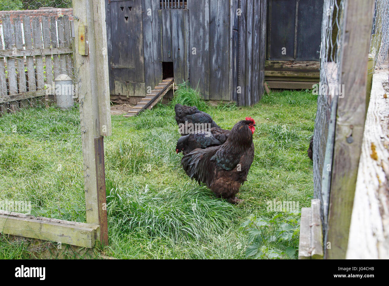 Free Range Chicken Stock Photo - Alamy