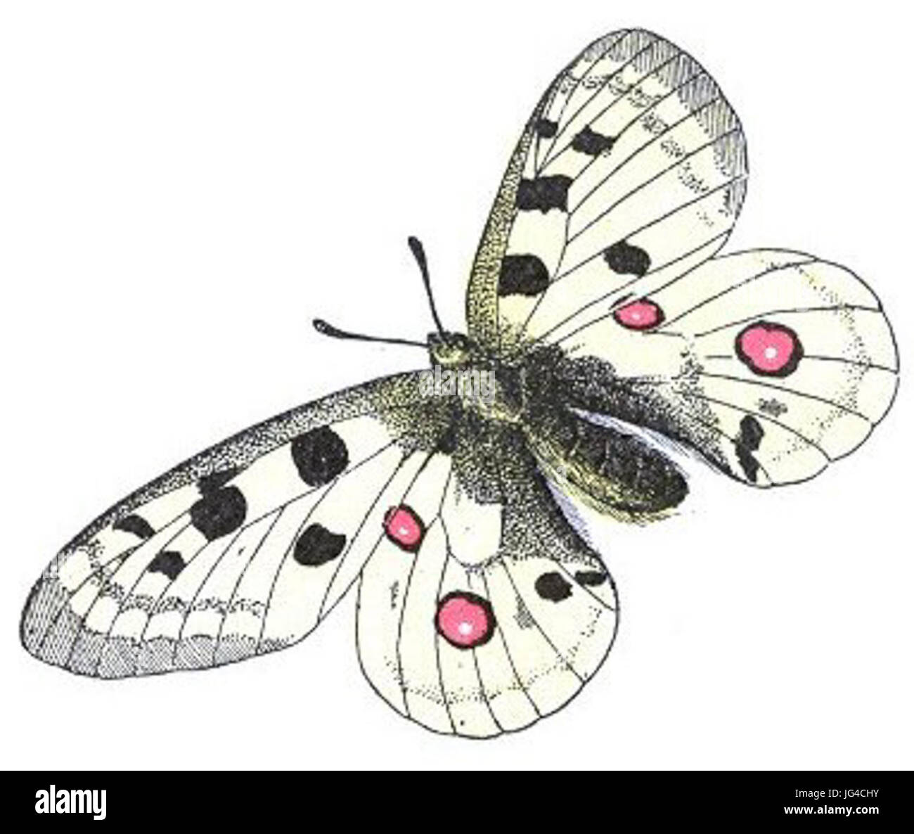Parnassius apollo 28Millot29 Stock Photo - Alamy