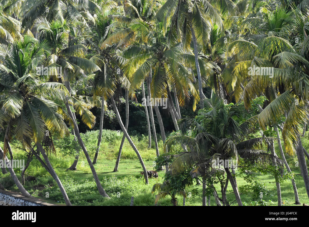 Tall tree kerala hi-res stock photography and images - Alamy