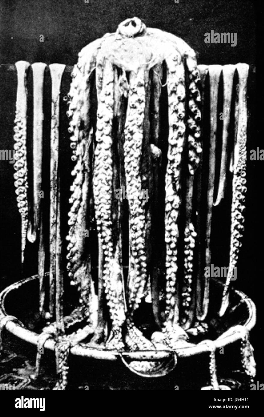 First organisms Black and White Stock Photos & Images - Alamy