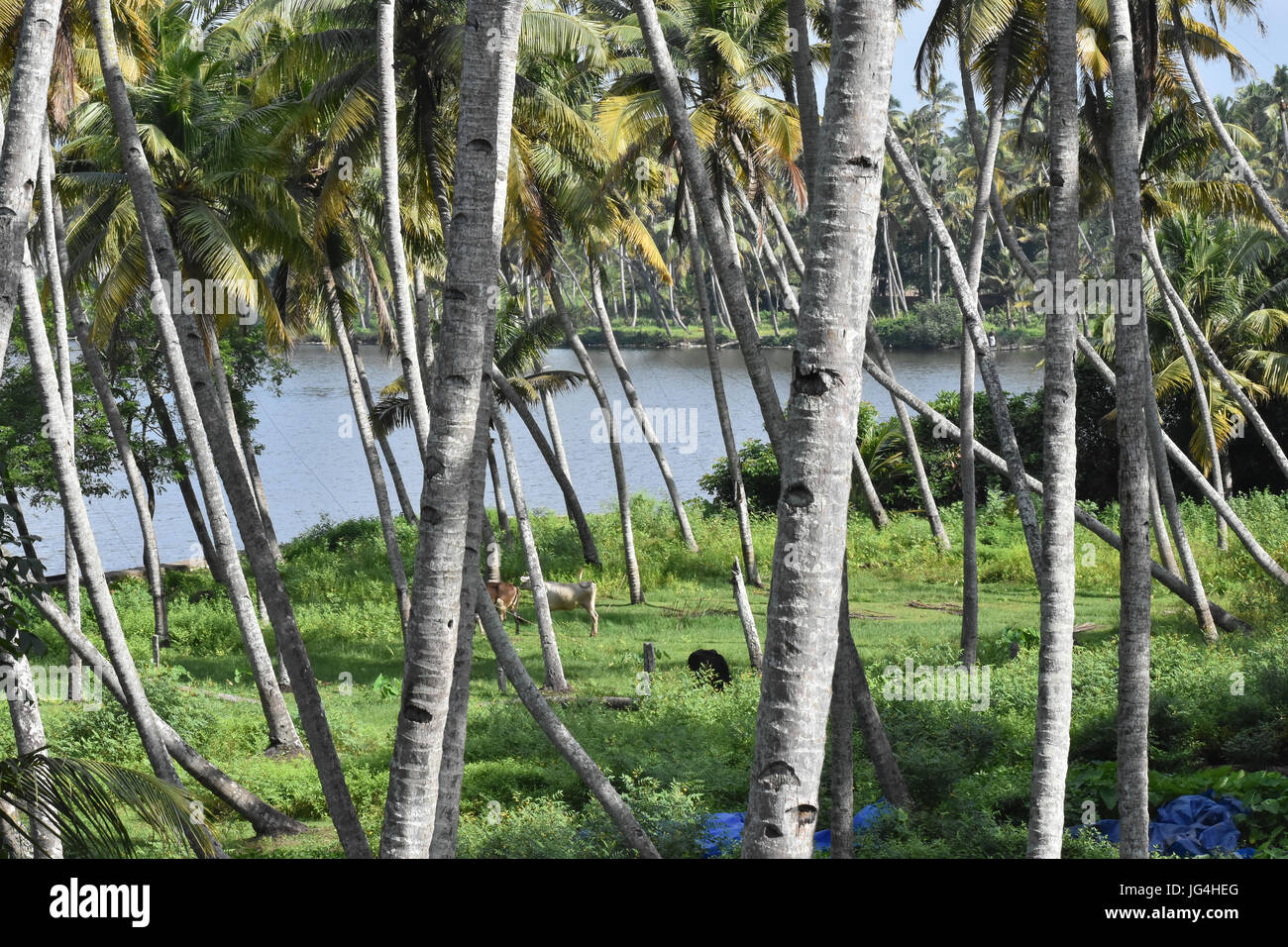 coconut trees, coconut plantation, tropical forest, Kerala coconut farm ...
