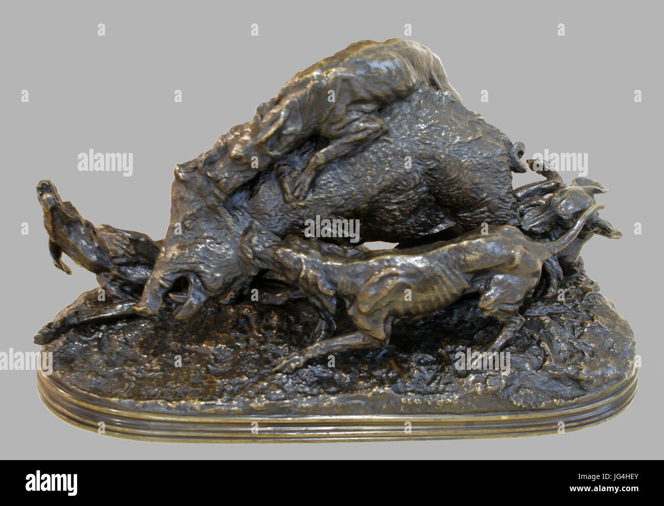 Hunting wild boar dogs hi-res stock photography and images - Alamy