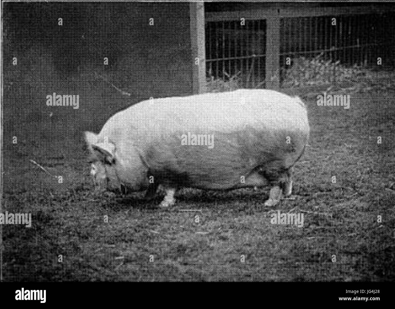 Small pig farm Black and White Stock Photos & Images - Alamy
