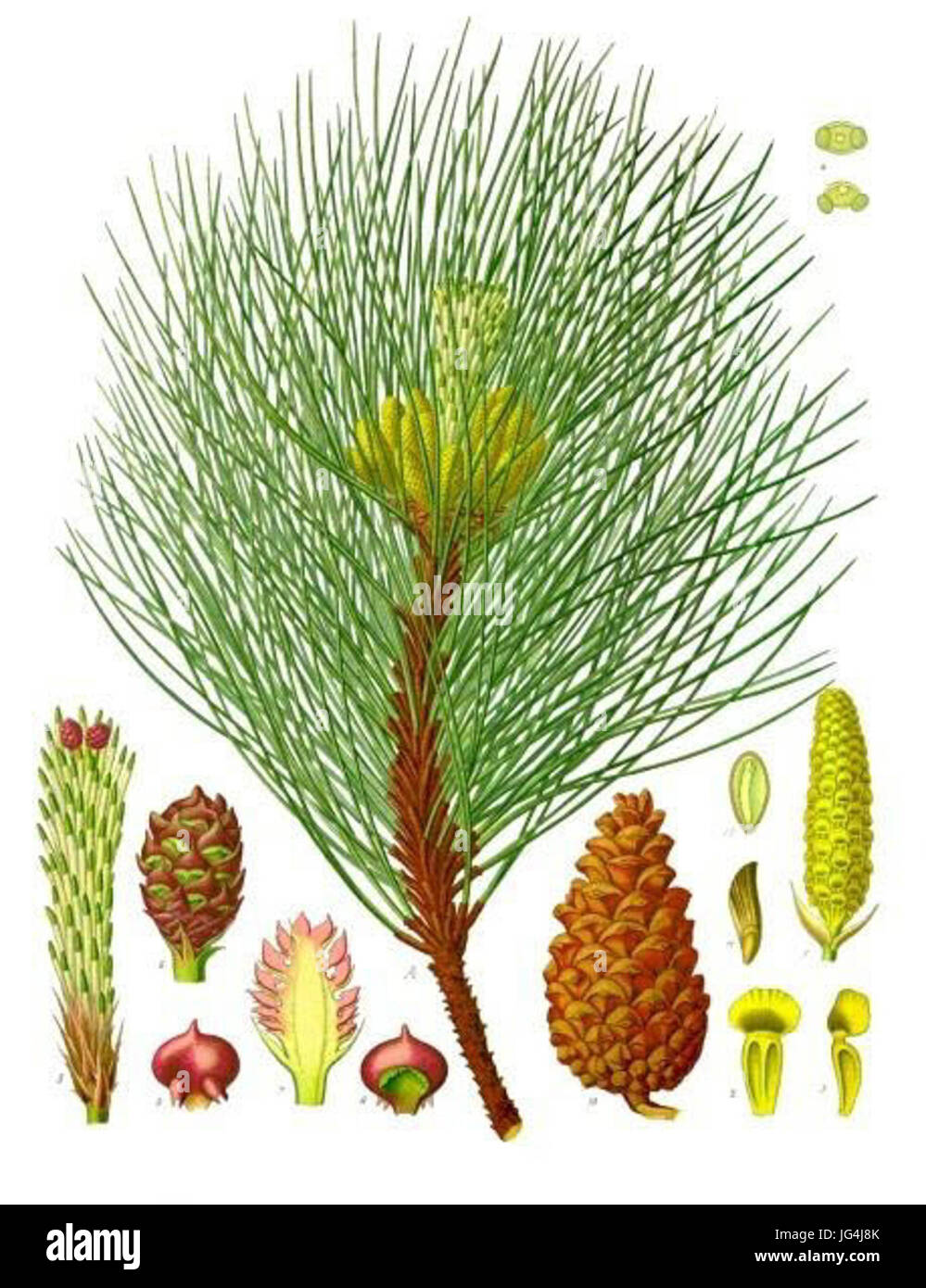Pinus nigra illustration hi-res stock photography and images - Alamy