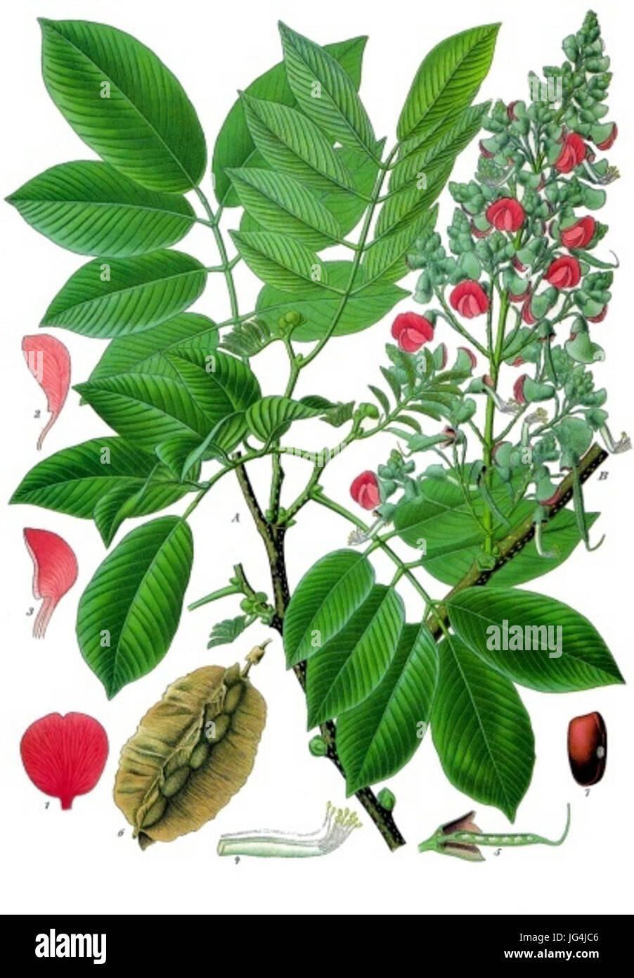 Piscidia piscipula - Köhler-s Medizinal-Pflanzen-109 Stock Photo - Alamy