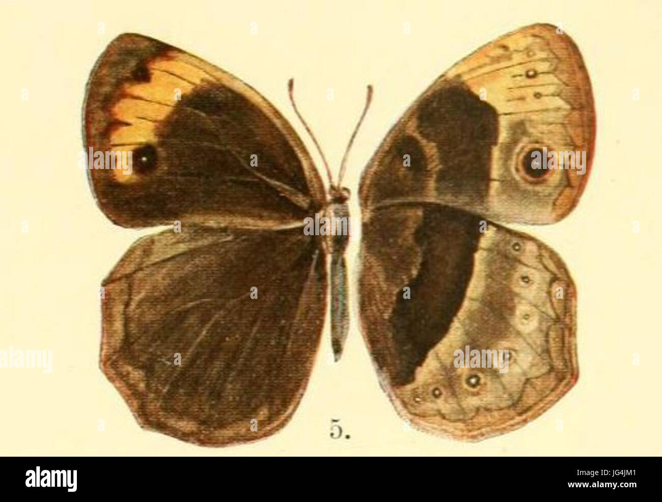 Matuta hi-res stock photography and images - Alamy