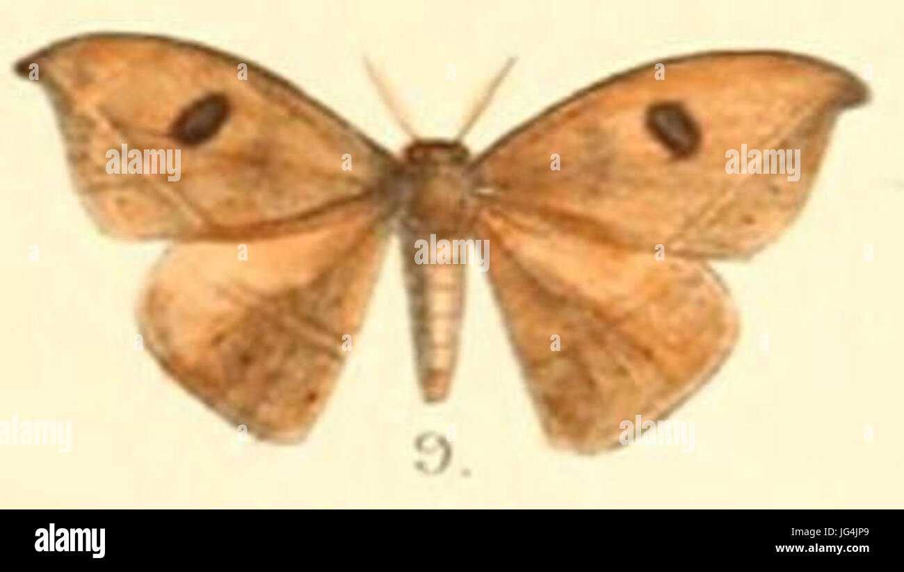 Drepana hi-res stock photography and images - Alamy