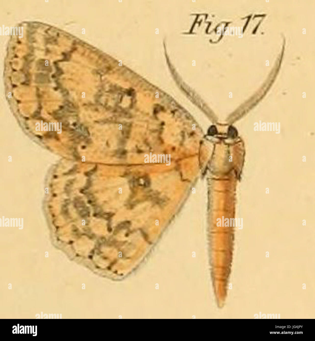 Ephyra hi-res stock photography and images - Alamy