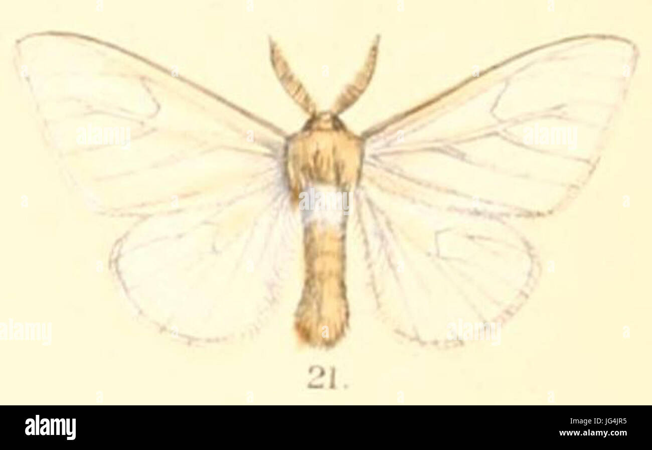 Costalis hi-res stock photography and images - Alamy