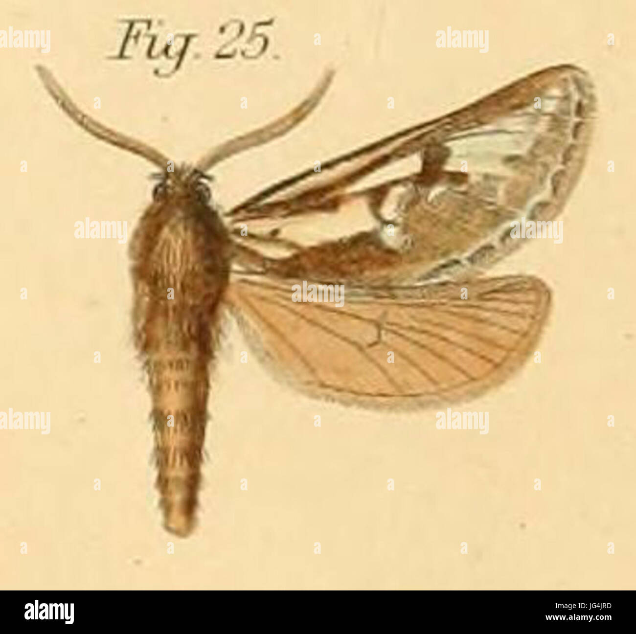 Pl.2-25-Gorgopis butlerii3DGorgopis butlerii 28Dewitz2á 188129 Stock ...