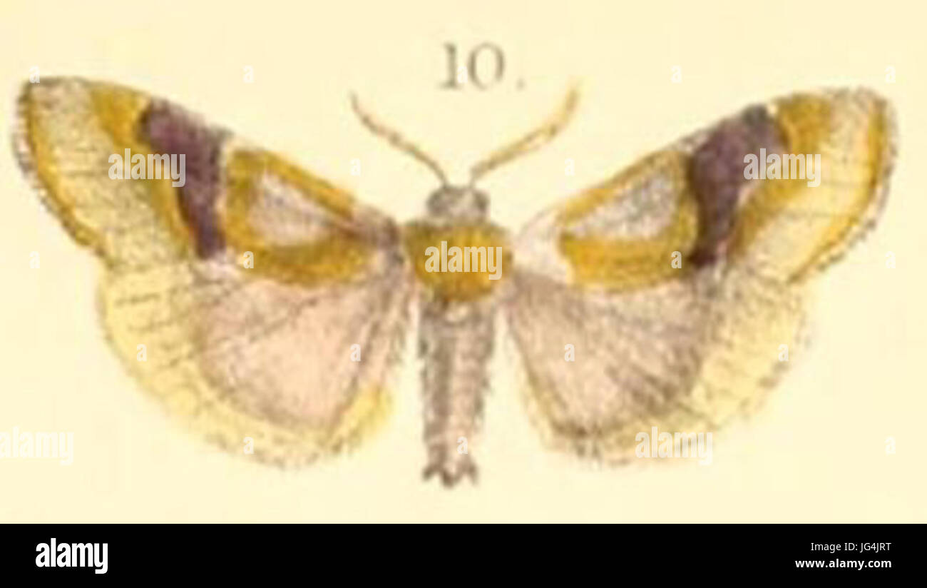 Pl.03-10-Sacada pyraliformis 28Moore 187929 28Danaka29 Stock Photo - Alamy