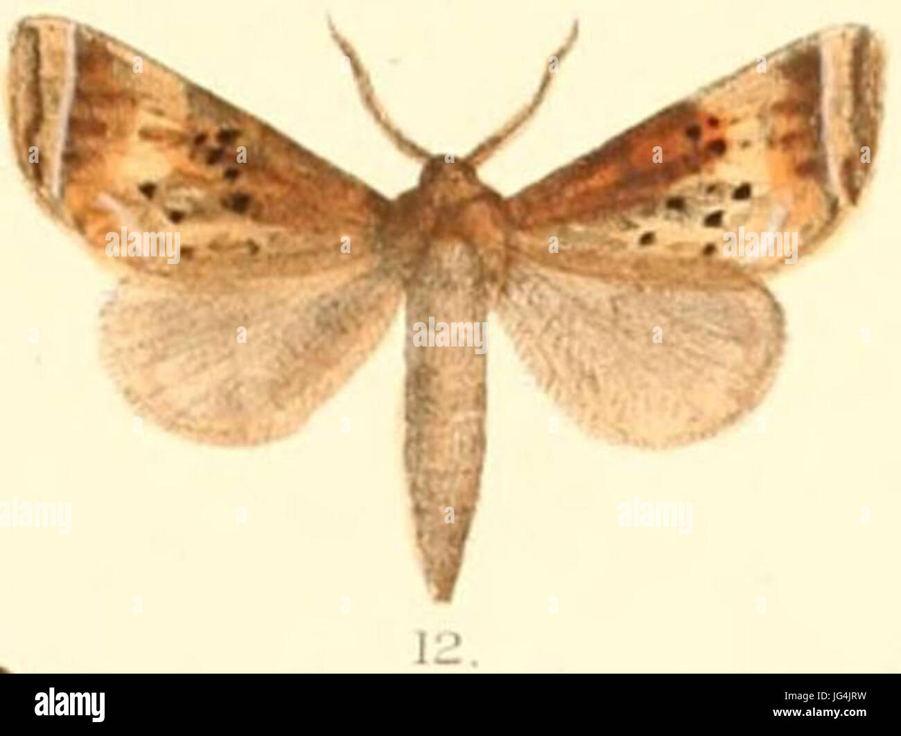 Apicalis hi-res stock photography and images - Alamy