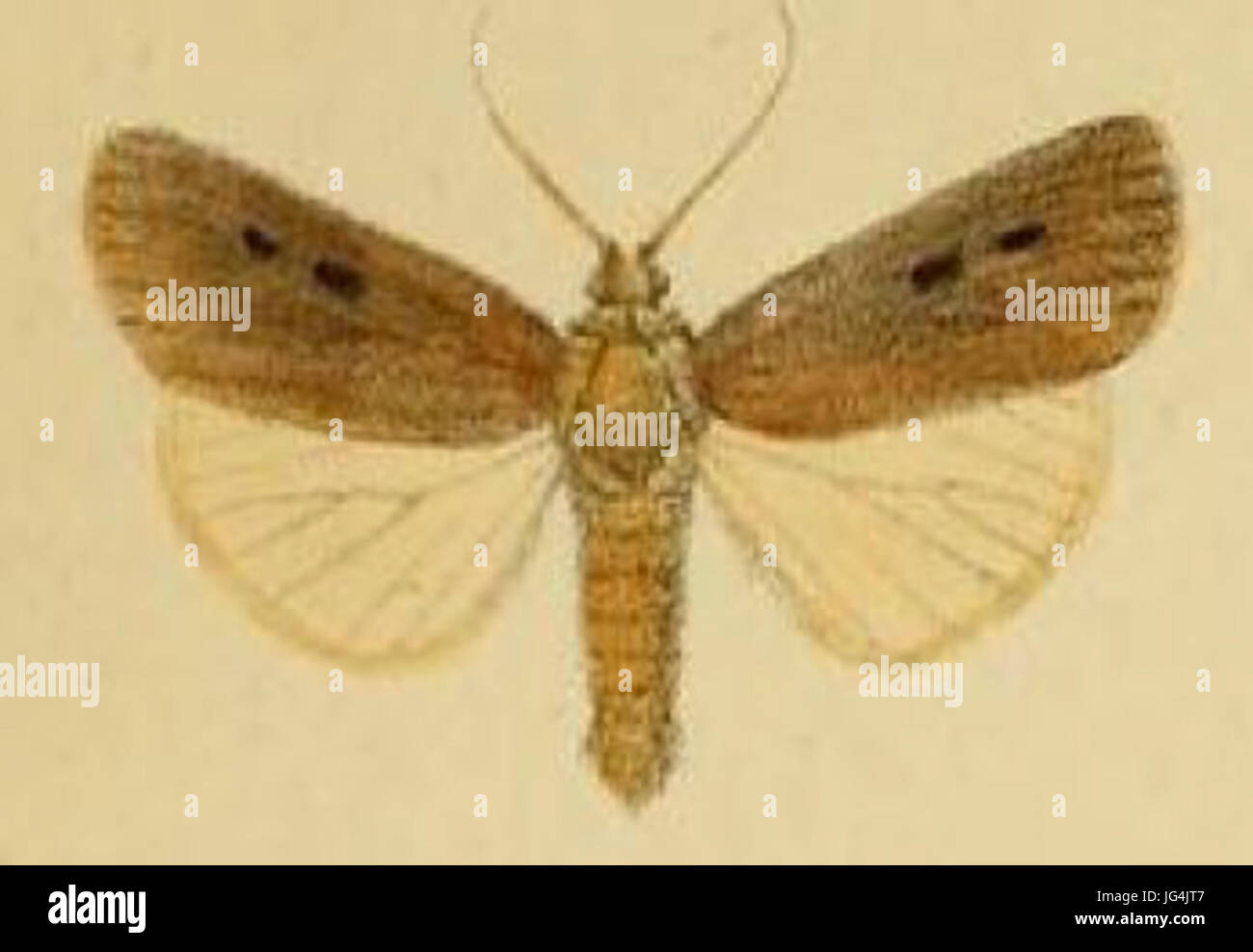 Talda hi-res stock photography and images - Alamy