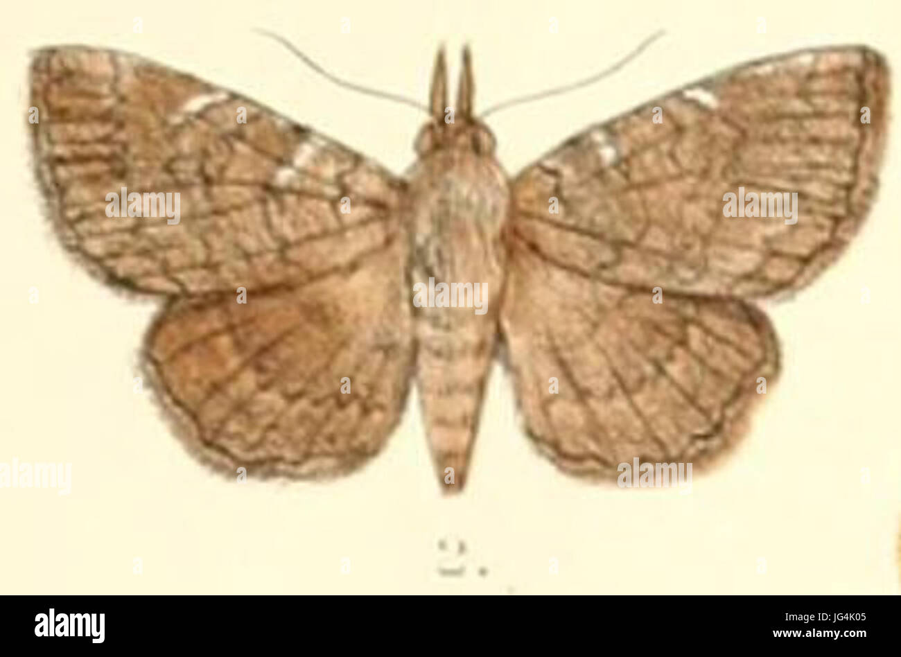 Pl.6-02-Hyposemansis singha Guenée 1852 28syn.Zethes amynoides29 Stock ...